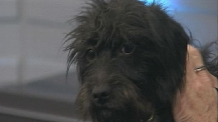 The Lincoln County Humane Society came by Morning Live with an adorable ...