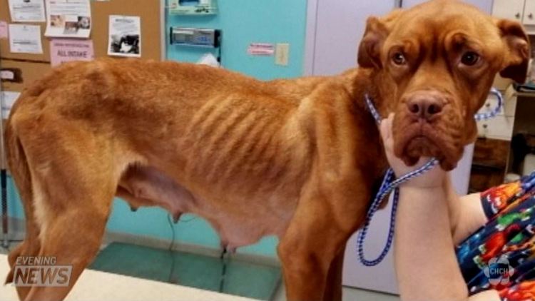 Tips from public help identify owners of starving dog - CHCH