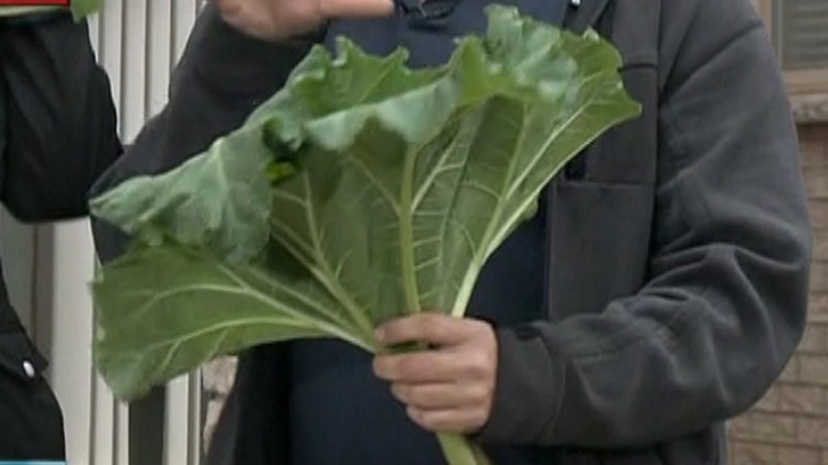 Carson Arthur's gardening tips - CHCH