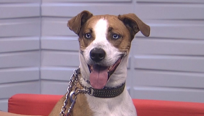 Adoptable pets - CHCH