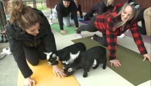 Goat yoga at Rock Chapel Ranch